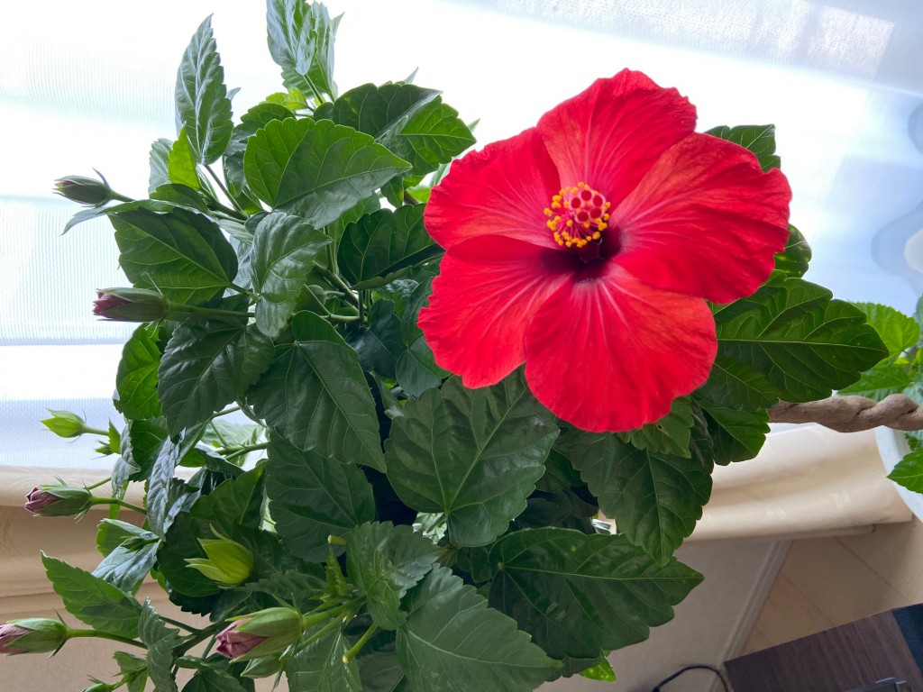 Case式をwhere句で使う（sql Server） Db And Sql 技術ブログ